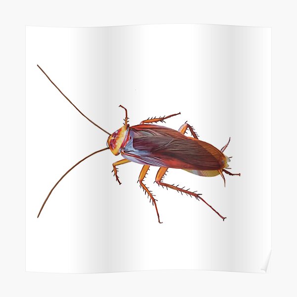 "Creepy crawly cockroach. Realistic illustration of cockroach ...
