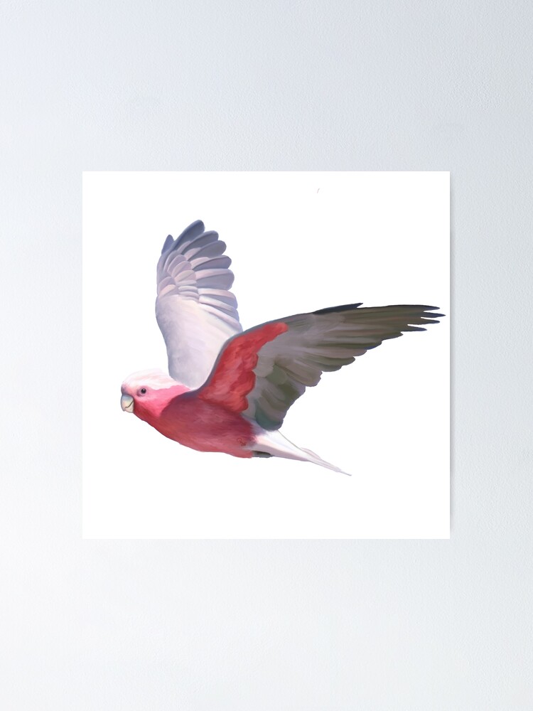 "Cheeky galah, Beautiful galah, pink and grey parrot, flying galah with ...