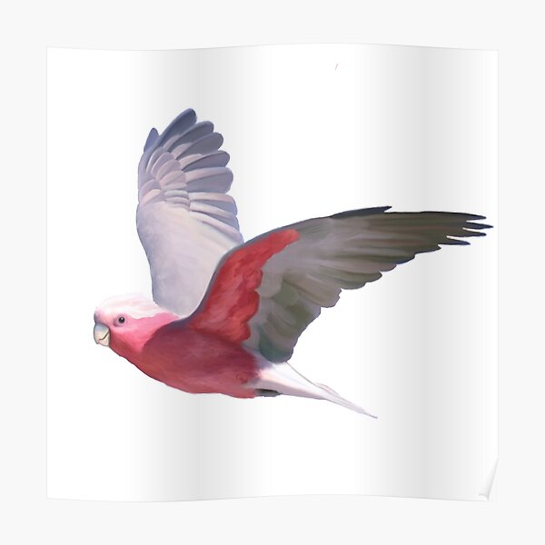 "Cheeky galah, Beautiful galah, pink and grey parrot, flying galah with ...