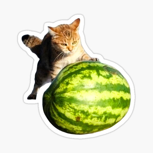 Pegatina «Meme del gato sandía (de Cat Eating Watermelon)» de ...