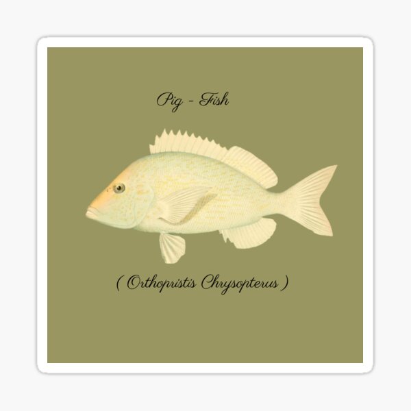 "Pig Fish" Sticker by OldFisherman92 | Redbubble