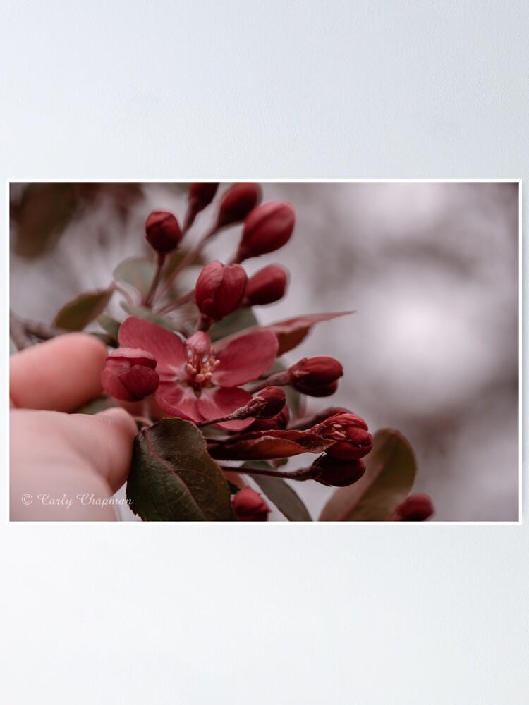 "Spring Has Sprung" Poster for Sale by Carly-Chapman | Redbubble