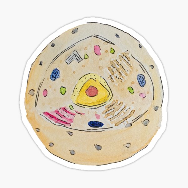 "animal cell (watercolour)" Sticker by carmwong | Redbubble