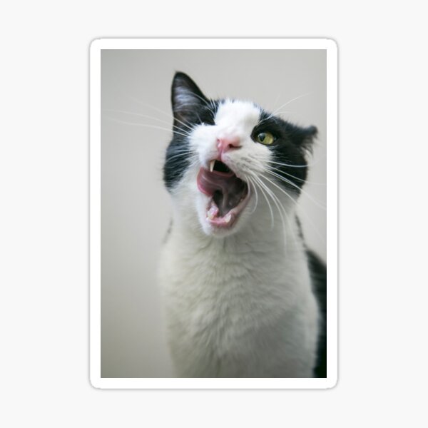 "Gray Cat Yawning" Sticker by TheLurid | Redbubble