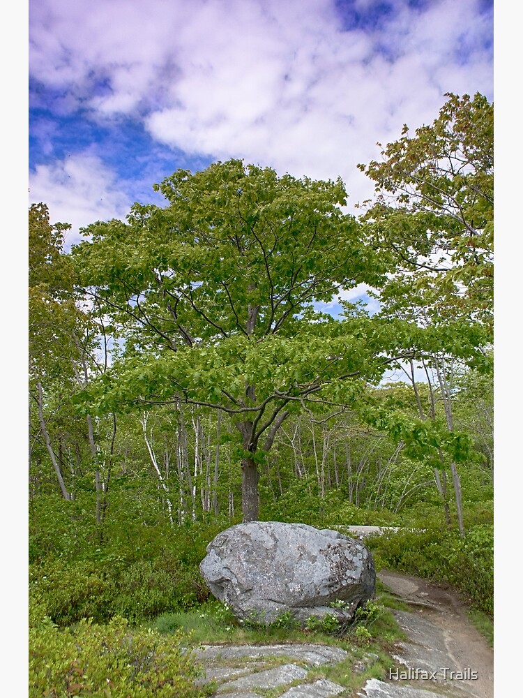 "Halifax Nature Scenes - Long Lake Provincial Park" Poster by gmac21 ...
