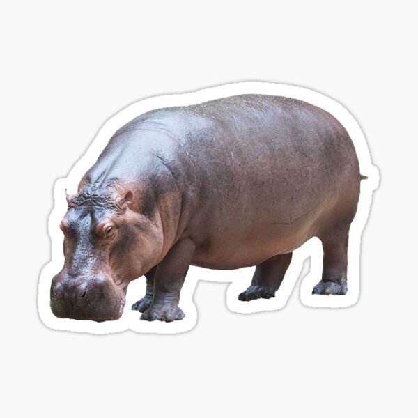 "Hippopotamus STICKER" Sticker by Aimaneko | Redbubble