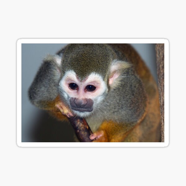 "Little Monkey" Sticker for Sale by imagetj | Redbubble
