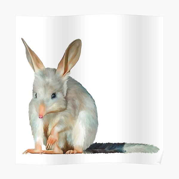 "Australian Greater Bilby artwork. Cute little Bilby realistically ...