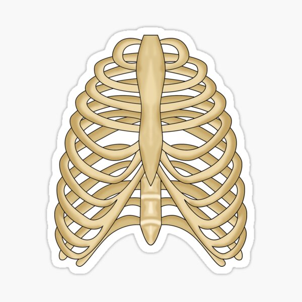 "Rib cage" Sticker for Sale by FantasticFox | Redbubble