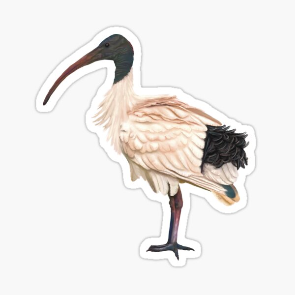 "Bin Chook otherwise known as the White Australian Ibis. Unique ...