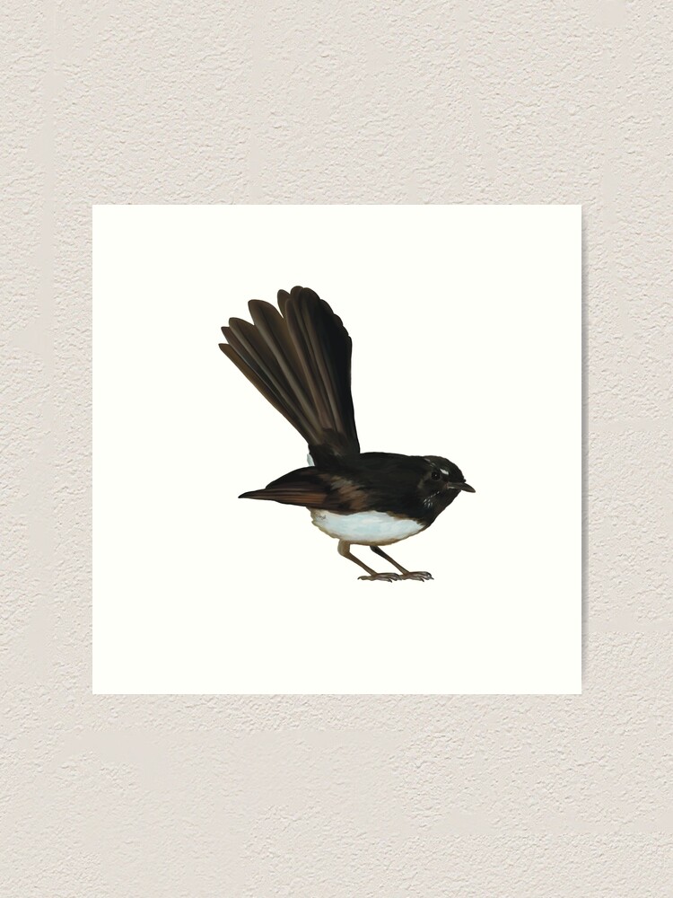 "Australian Willie Wagtail illustration, Willy Wag Tail artwork, cute ...