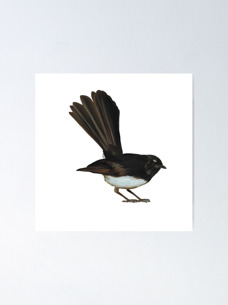 "Australian Willie Wagtail illustration, Willy Wag Tail artwork, cute ...