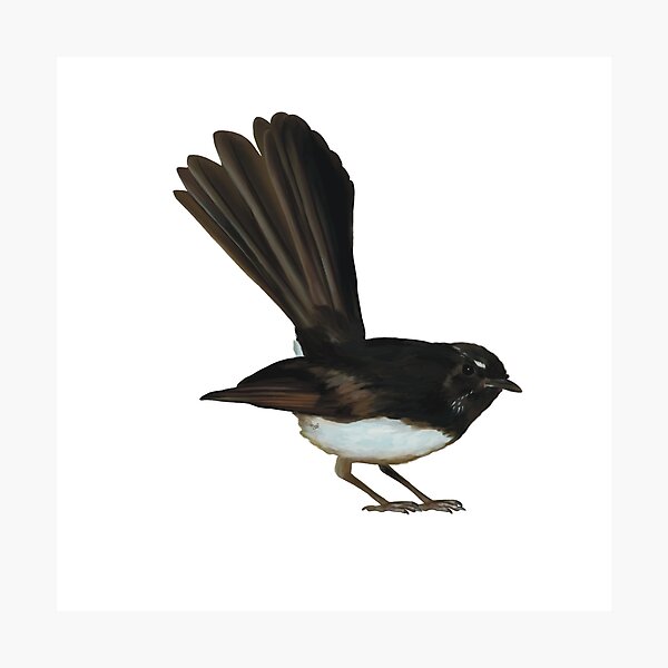 "Australian Willie Wagtail illustration, Willy Wag Tail artwork, cute ...