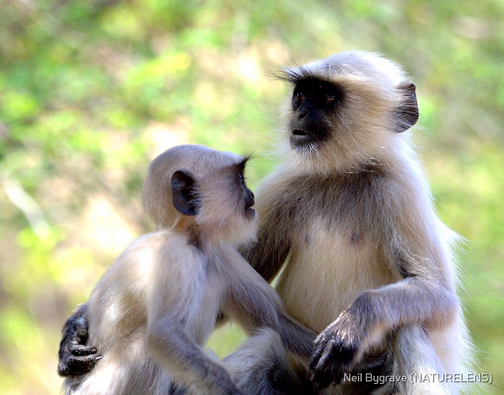 "Langur Monkey Siblings" by Neil Bygrave (NATURELENS) | Redbubble