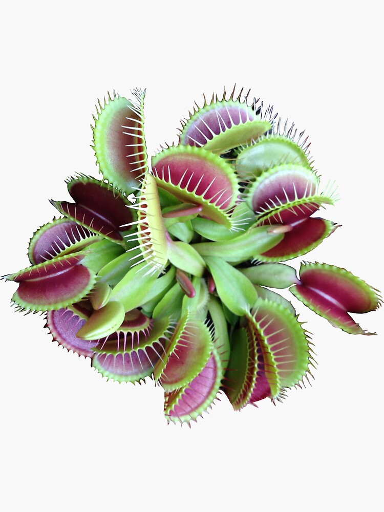 "VENUS FLYTRAP - CARNIVOROUS PLANTS" Sticker by Danicus666 | Redbubble