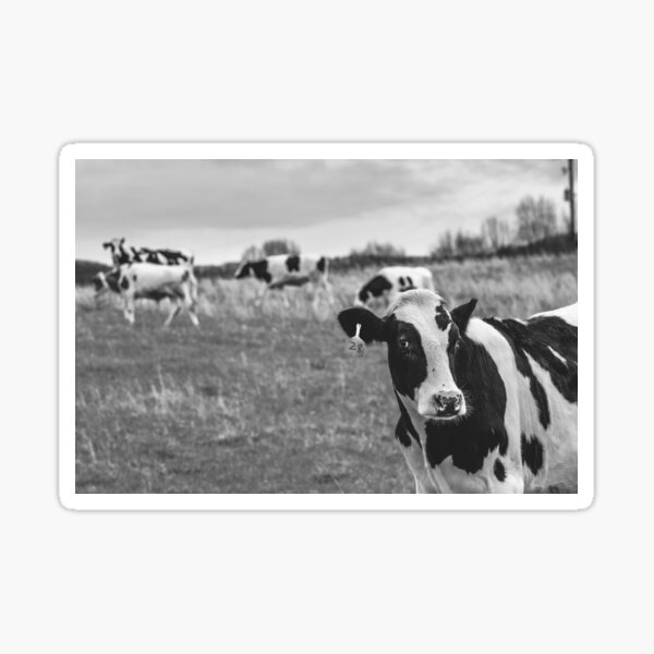 "The Side Eye" Sticker by butterbean57 | Redbubble