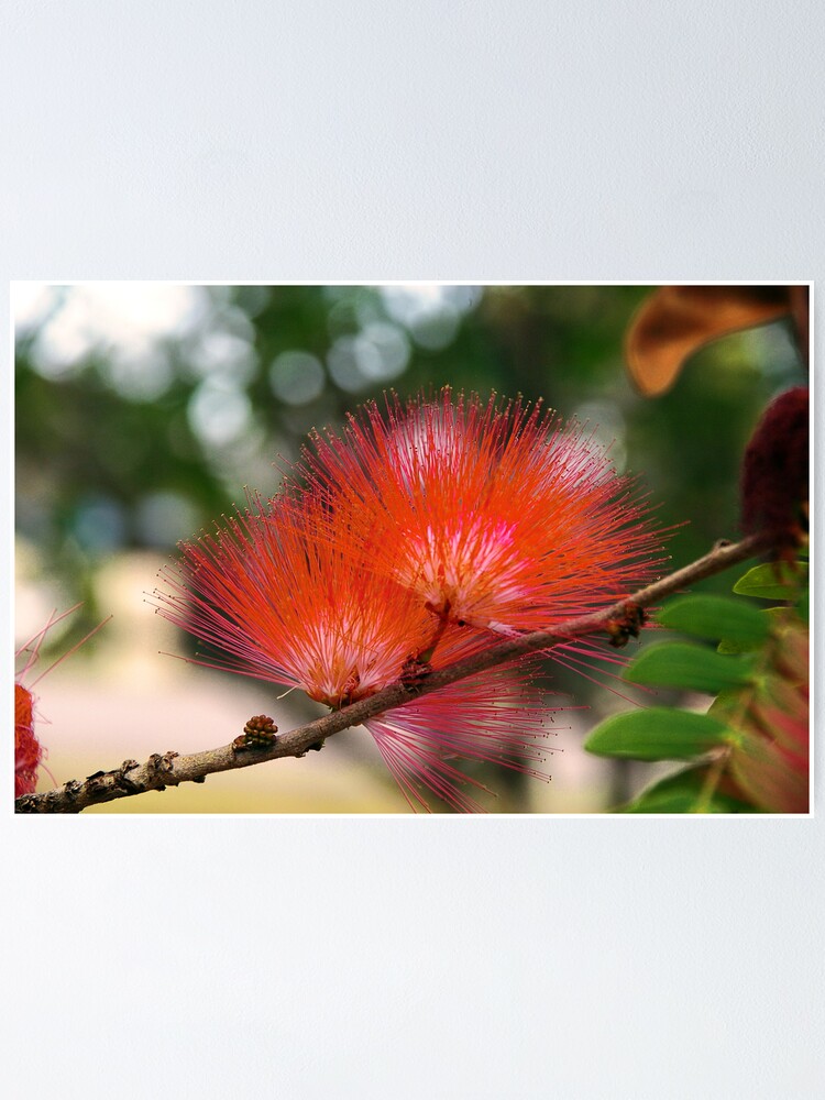 "Powder puff" Poster by pops | Redbubble