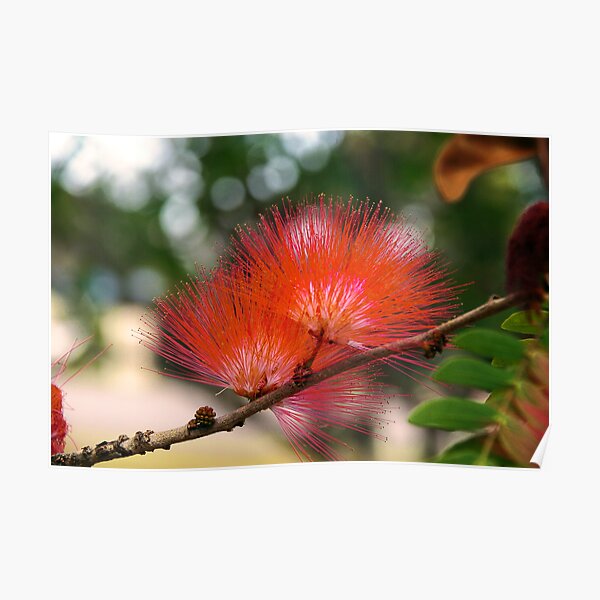 "Powder puff" Poster by pops | Redbubble