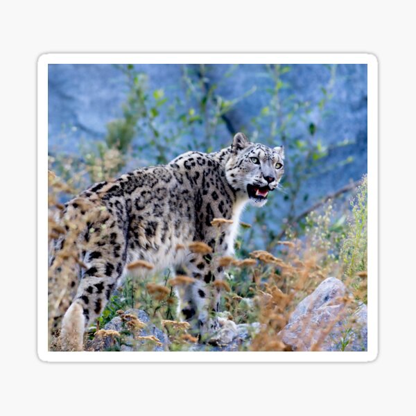 "Beautiful Fierce and Majestic Snow Leopard" Sticker for Sale by ...