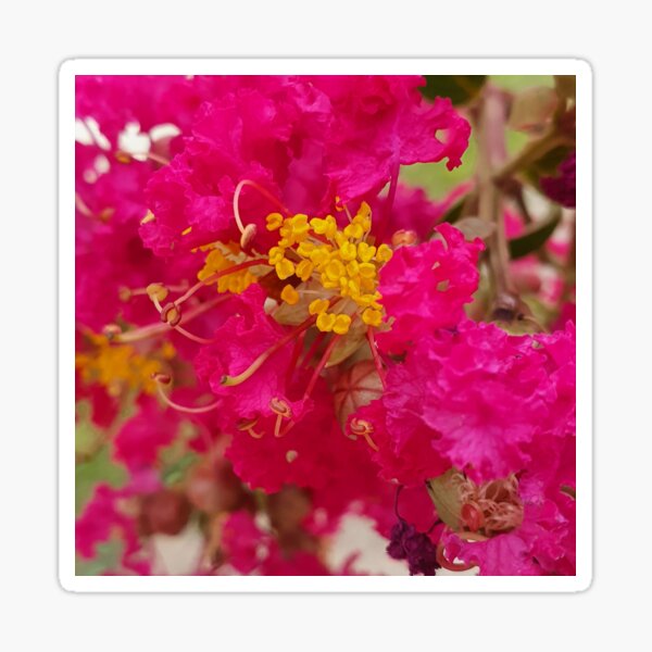 "Pink Resedá - Lagerstroemia indica" Sticker by NatureArtBrazil | Redbubble