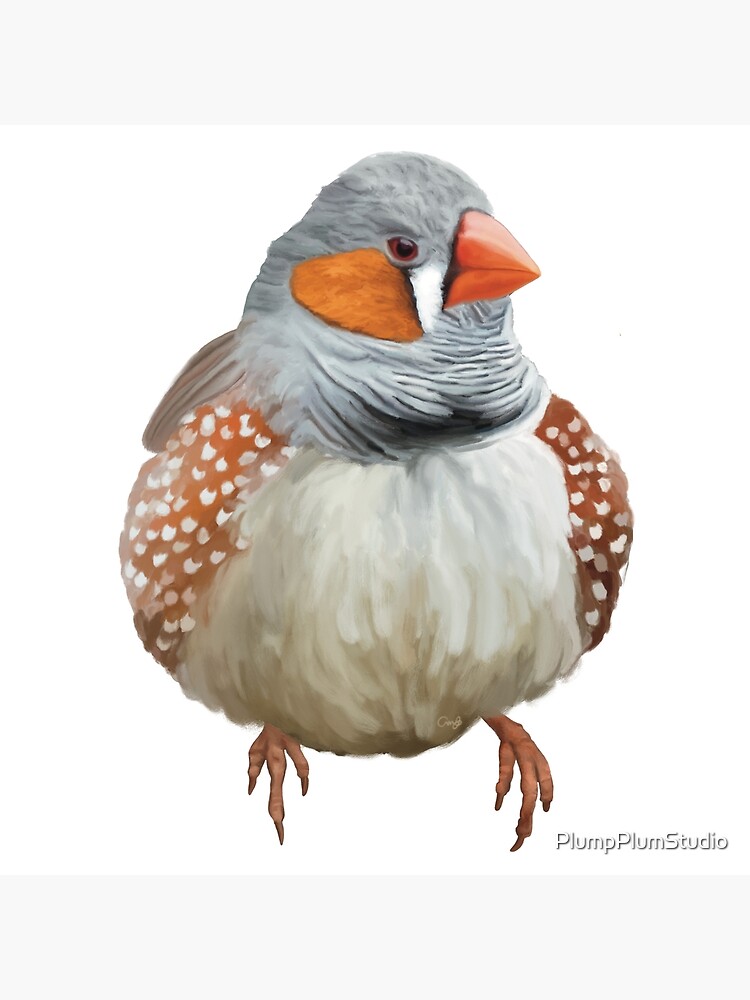 "Fat, fluffy Zebra Finch, absolutely gorgeous little Australian bird ...