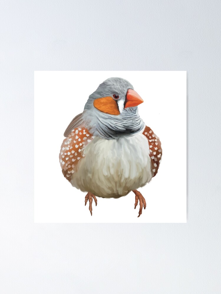 "Fat, fluffy Zebra Finch, absolutely gorgeous little Australian bird ...