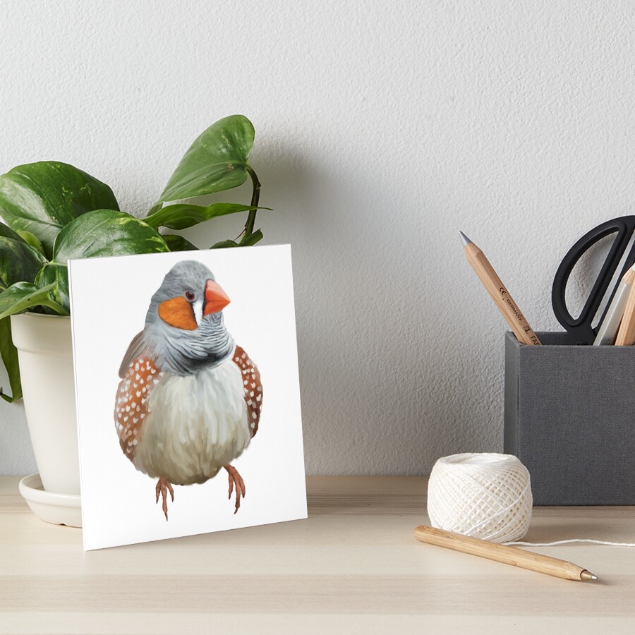 "Fat, fluffy Zebra Finch, absolutely gorgeous little Australian bird ...