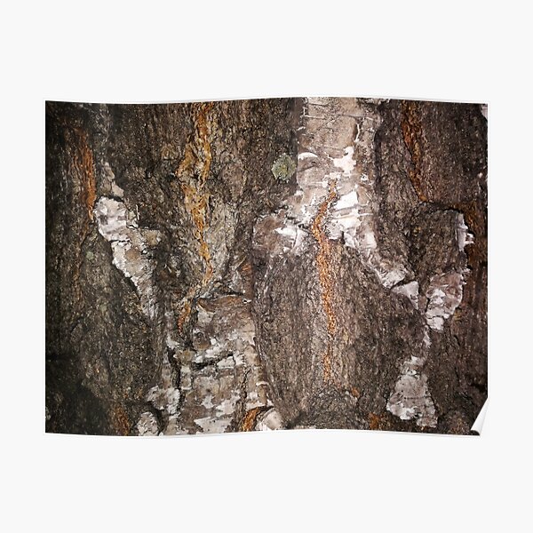 Póster «árbol, bosque-huellas de vida» de TIKI-MIKI | Redbubble