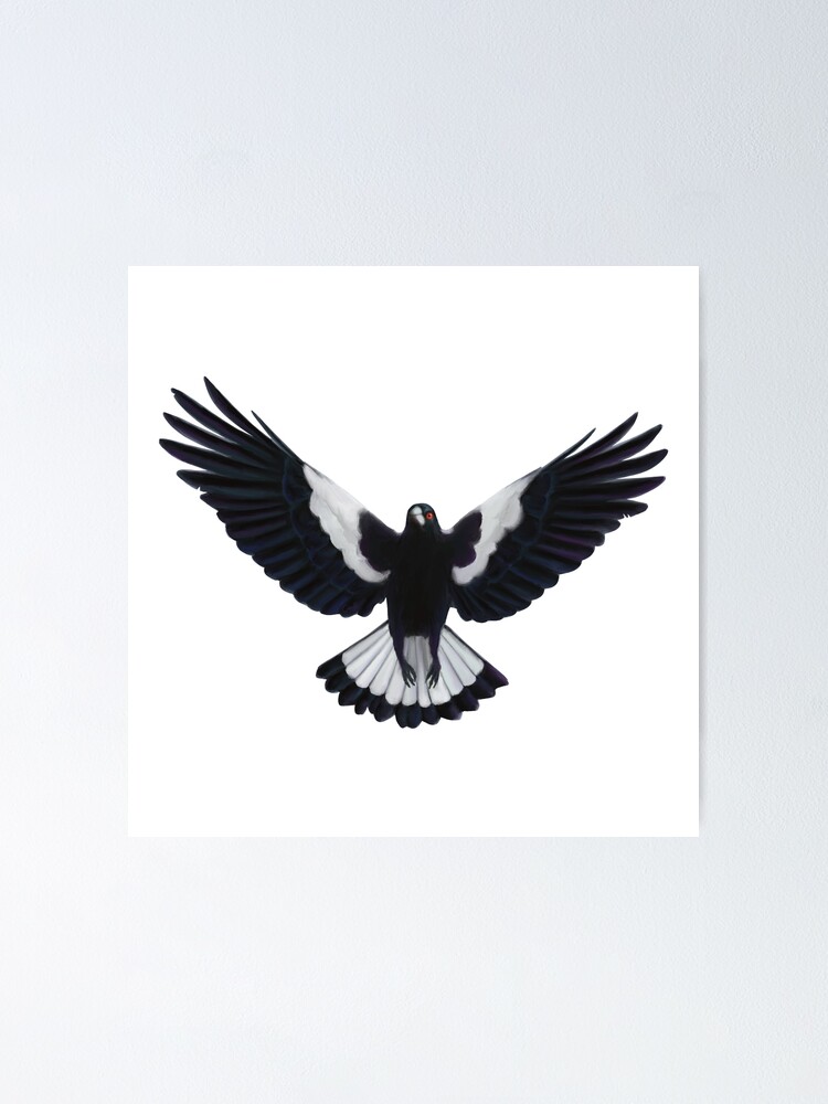 "Swooping magpie. Magpie illustration. Australian theme decor, original ...