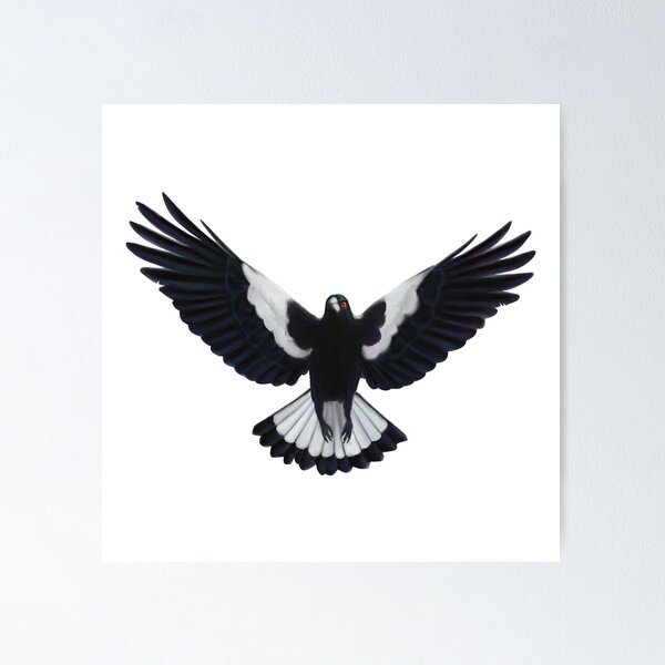 "Swooping magpie. Magpie illustration. Australian theme decor, original ...