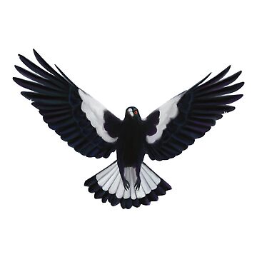 "Swooping magpie. Magpie illustration. Australian theme decor, original ...