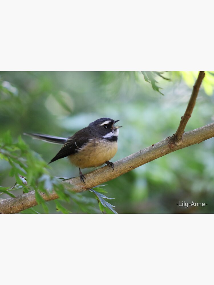 "Cute fantail photography " Sticker by -Lily-Anne- | Redbubble