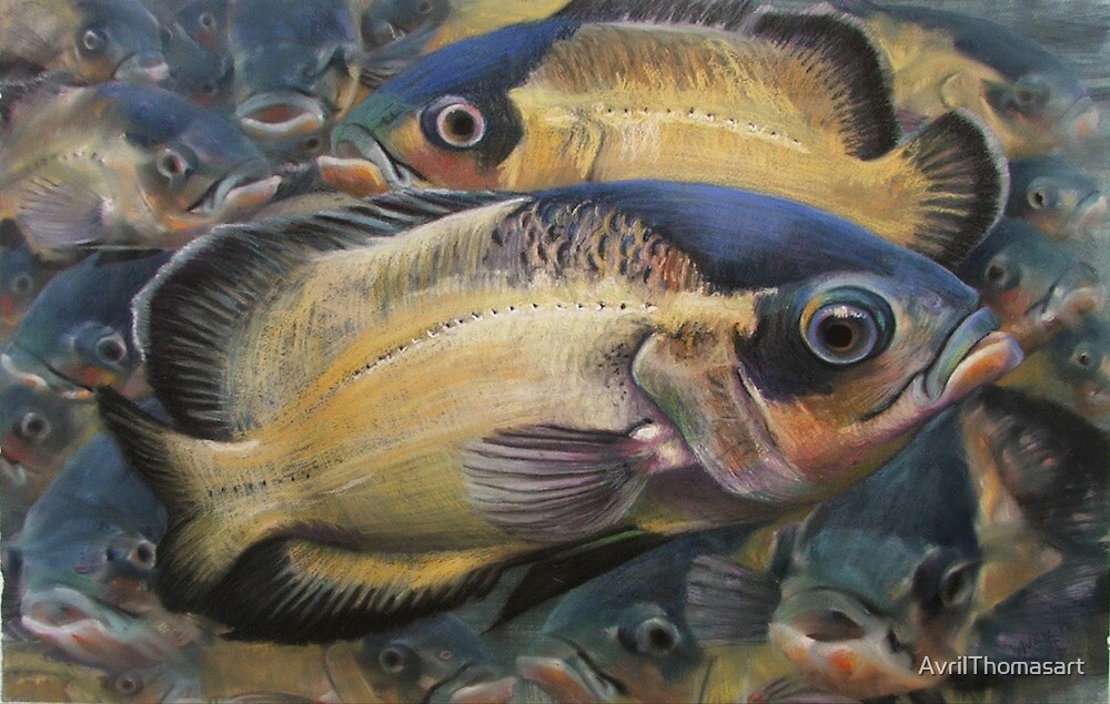 "Oscar Fish - Drawing by Avril Thomas - Adelaide / South Australia ...
