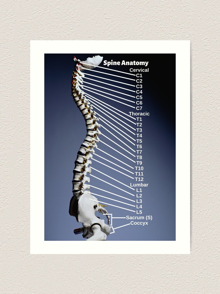"Anatomy of the Human Spine" Art Print for Sale by Caregiverology ...