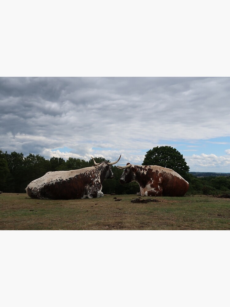 "Two Bulls Relaxing in Field" Poster for Sale by heather-e | Redbubble