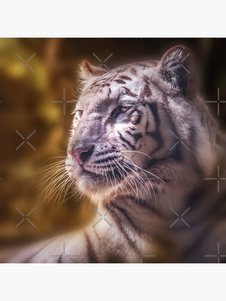 "white tiger head" Sticker by OskiOnTour | Redbubble