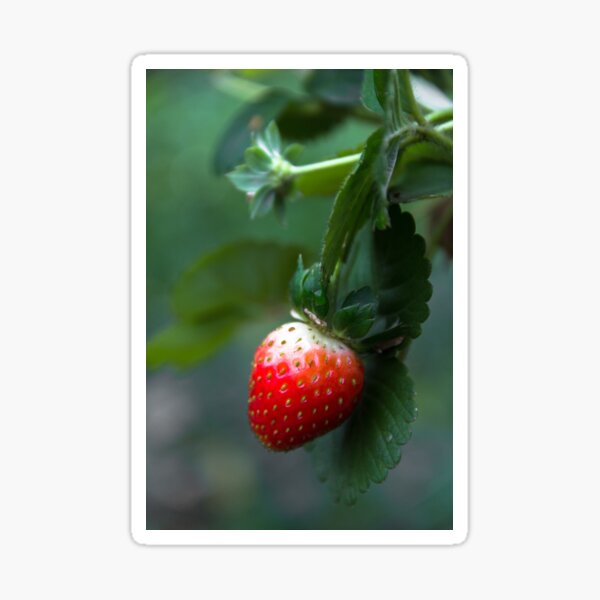 "ripe strawberry." Sticker by nino2811 | Redbubble