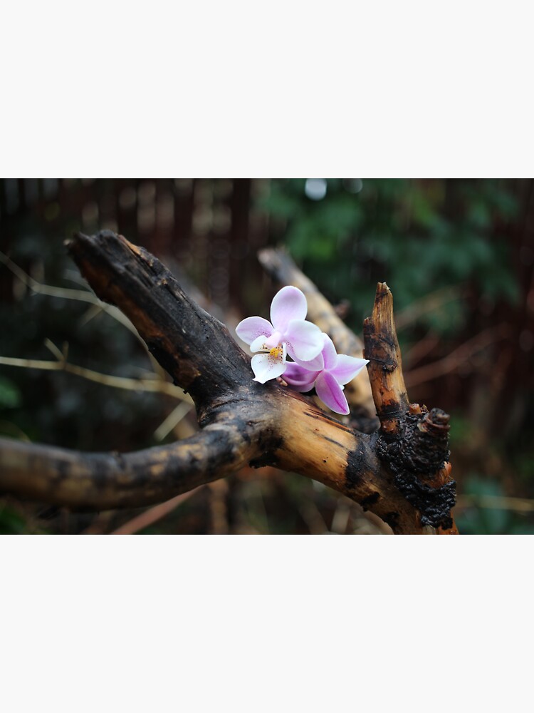 "Orchid Log" Sticker by ToriDragonHeart | Redbubble