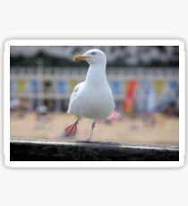 Seagull: Stickers | Redbubble