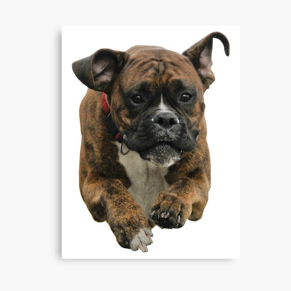 Boxer Dog Canvas Prints | Redbubble