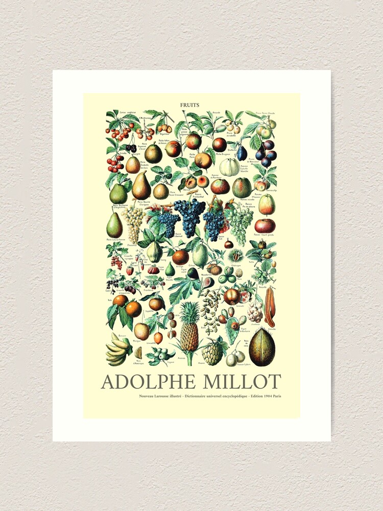 "Vintage Larousse Enzyklopädie Wanddruck Obst Poster" Kunstdruck von ...