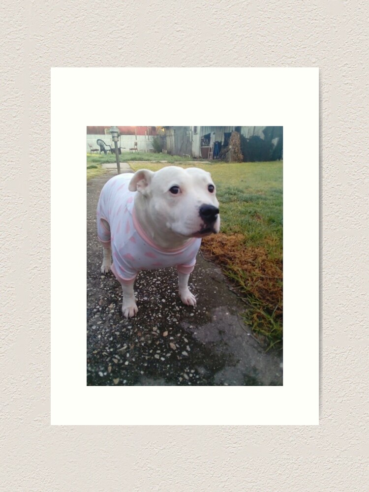 "Dog Wearing Pajamas Meme" Art Print for Sale by gketheredge | Redbubble