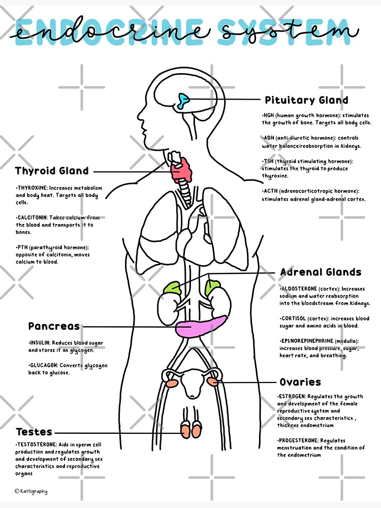 "Endocrine System | endocrine hormones, hormones, endocrinology ...