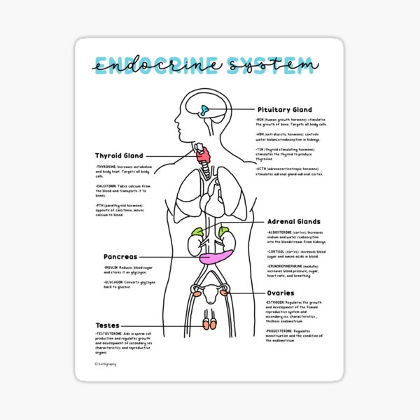 "Endocrine System | endocrine hormones, hormones, endocrinology ...