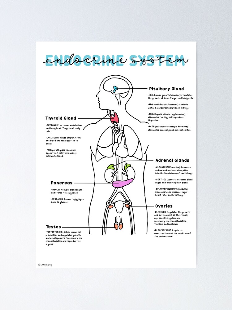 "Endocrine System | endocrine hormones, hormones, endocrinology ...