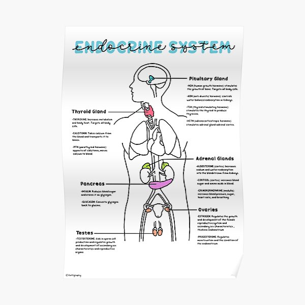 "Endocrine System | endocrine hormones, hormones, endocrinology ...
