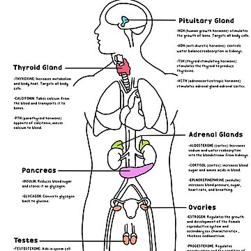"Endocrine System | endocrine hormones, hormones, endocrinology ...