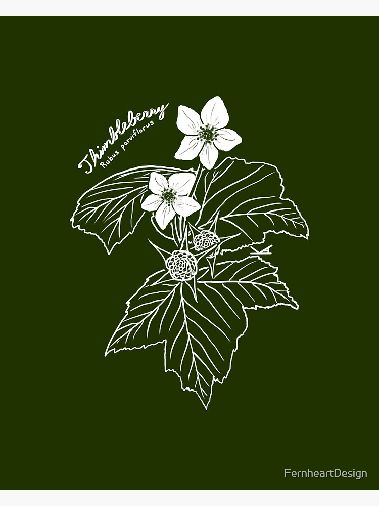 "Thimbleberry line art" Sticker for Sale by FernheartDesign | Redbubble