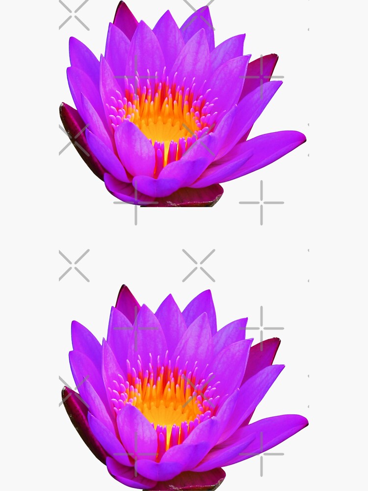 "Water lily flower sticker" Sticker for Sale by Verdelimao | Redbubble