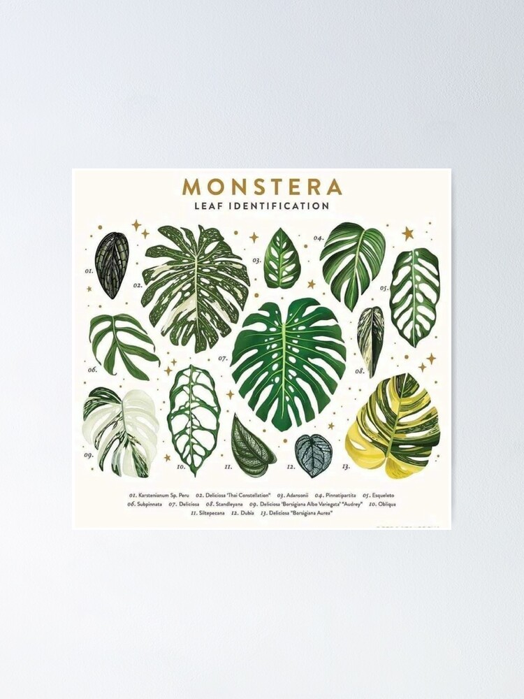 "Vintage Monstera Leaf Identification" Poster for Sale by ...